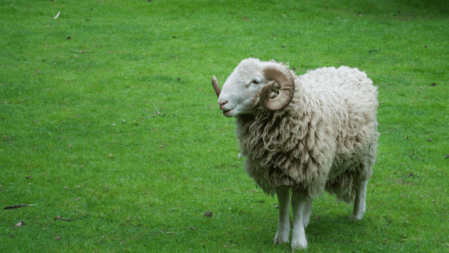 What are RAMS? (Health and Safety Documents) – Altruisk Risk Management